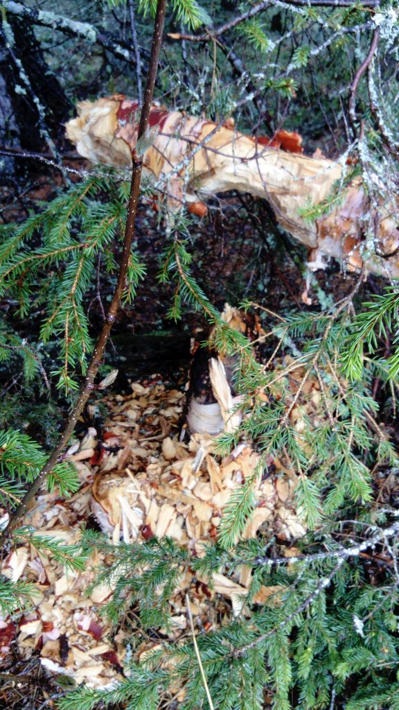 BEAVER - sweden fishing and birding