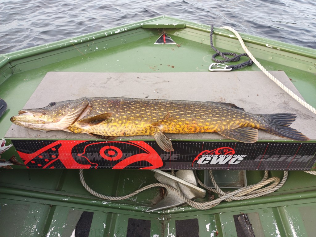 Some of the pike I caught yesterday over 90cm long and 10lb in three ...